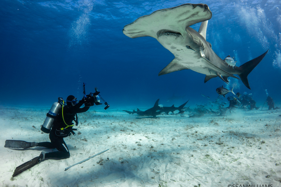 Alumni: How UMassD’s Craig O’Connell, PhD ’14 became the Shark Doctor ...