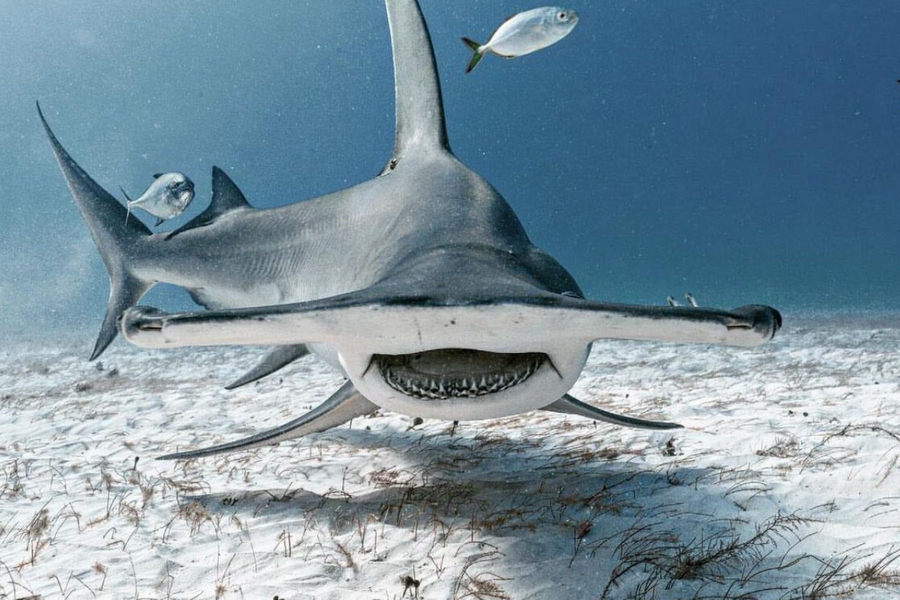 Alumni: How UMassD’s Craig O’Connell, PhD ’14 became the Shark Doctor ...